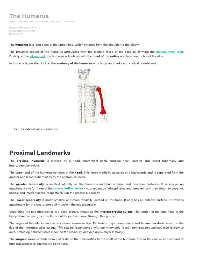 Anatomy and Fractures of the Humerus | PDF | Elbow | Joints