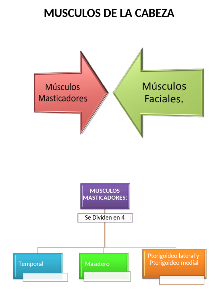 5 Musculos de Cabeza y Cuello. | PDF | La columna vertebral | Laringe