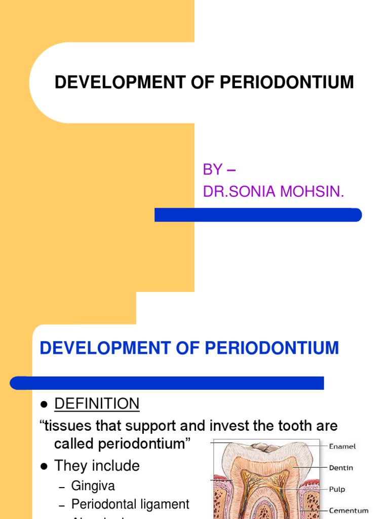 Development of Periodontium Overview | PDF | Epithelium | Human Tooth