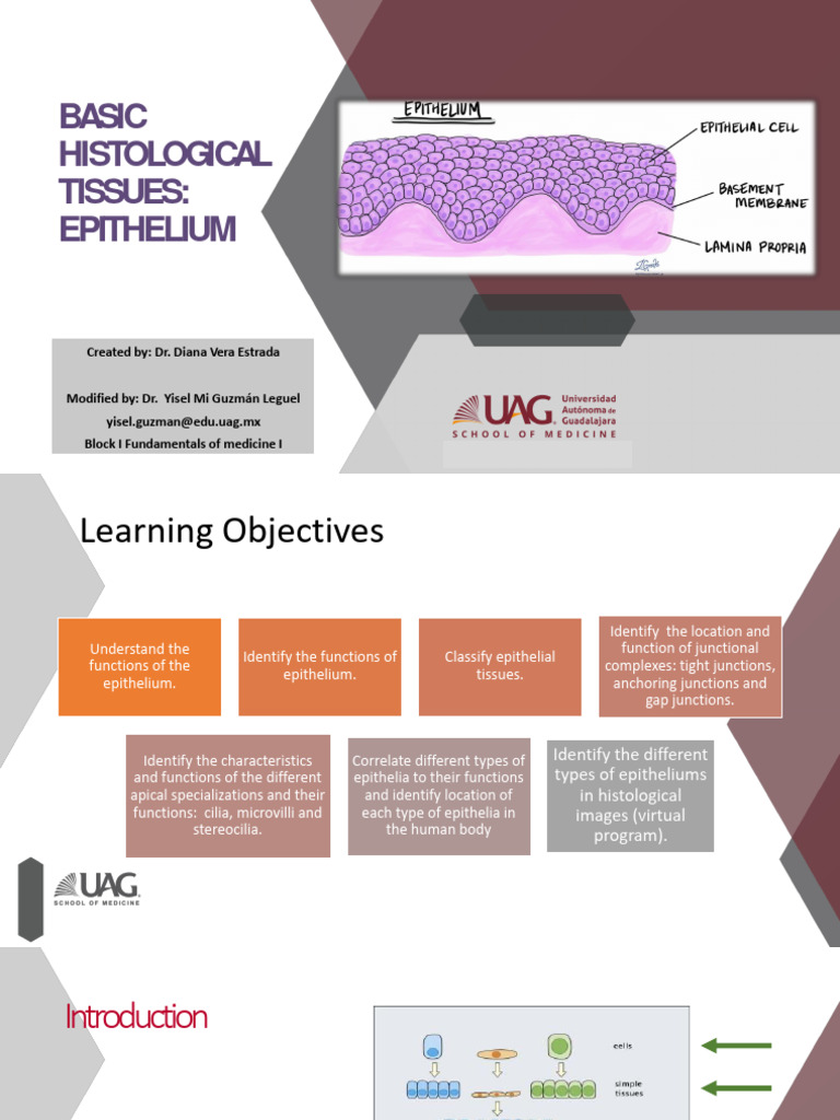 Epithelial Tissues 2024-01 | PDF | Epithelium | Cell Anatomy