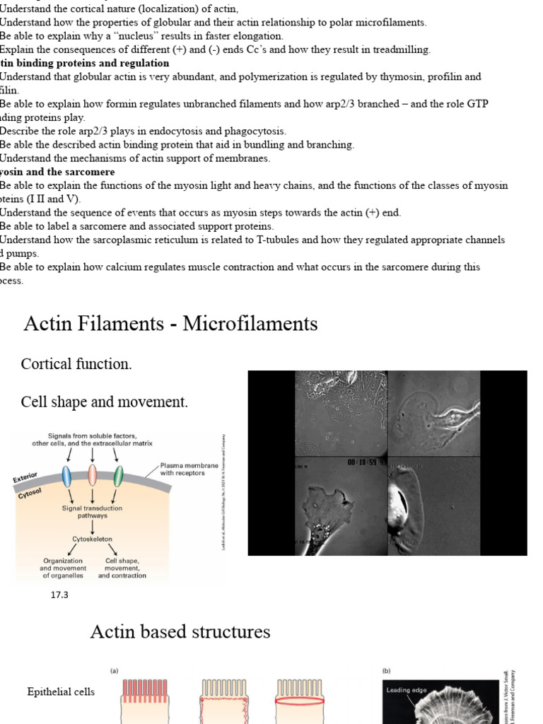 Actin Filaments and Myosin Functions Explained | PDF | Actin | Muscle ...