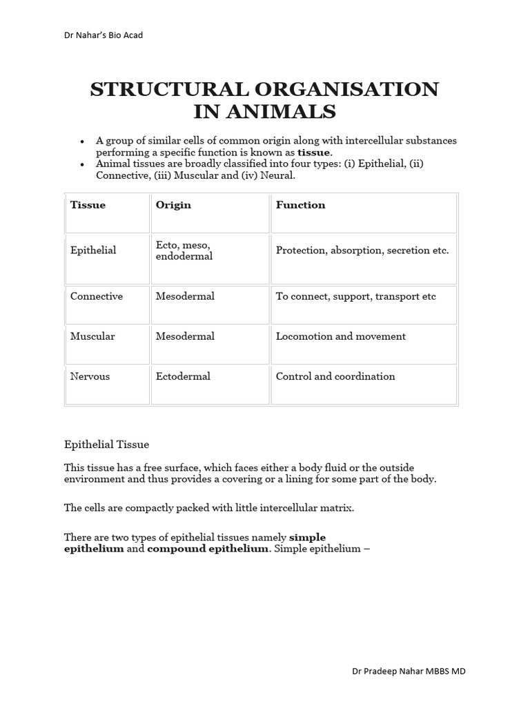Animal Tissue | PDF | Connective Tissue | Tissue (Biology)