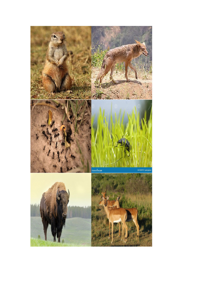 animales de la pradera | PDF