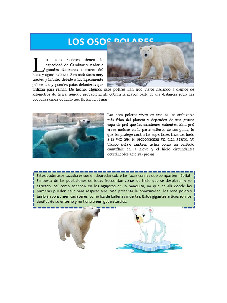 osos polares | PDF