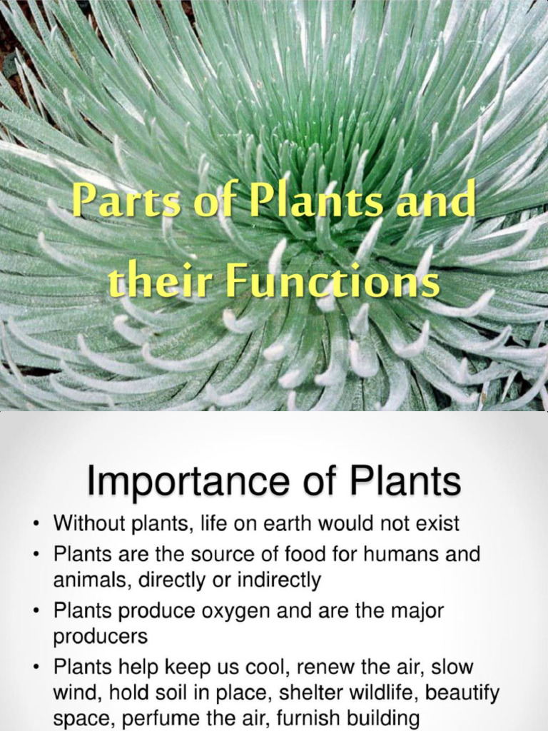 Plants Parts and Function | PDF
