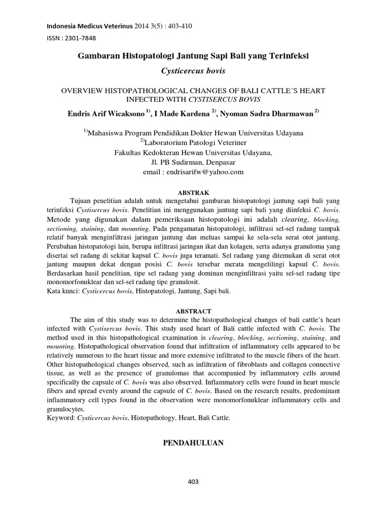 Histopatologi Jantung Sapi Bali Terinfeksi C. bovis | PDF