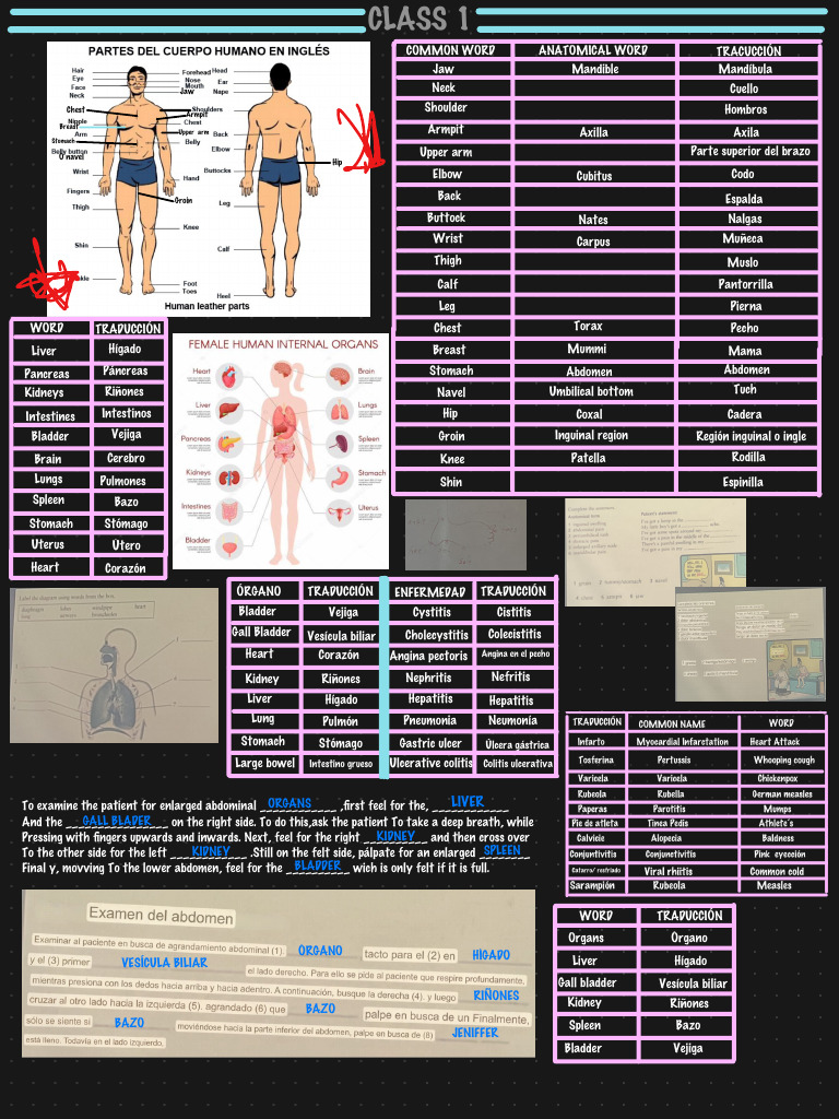 English 1 | PDF | Anatomía | Abdomen