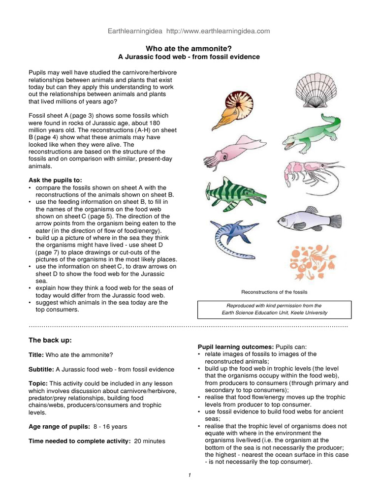 Jurassic Food Web | PDF | Food Web | Foods