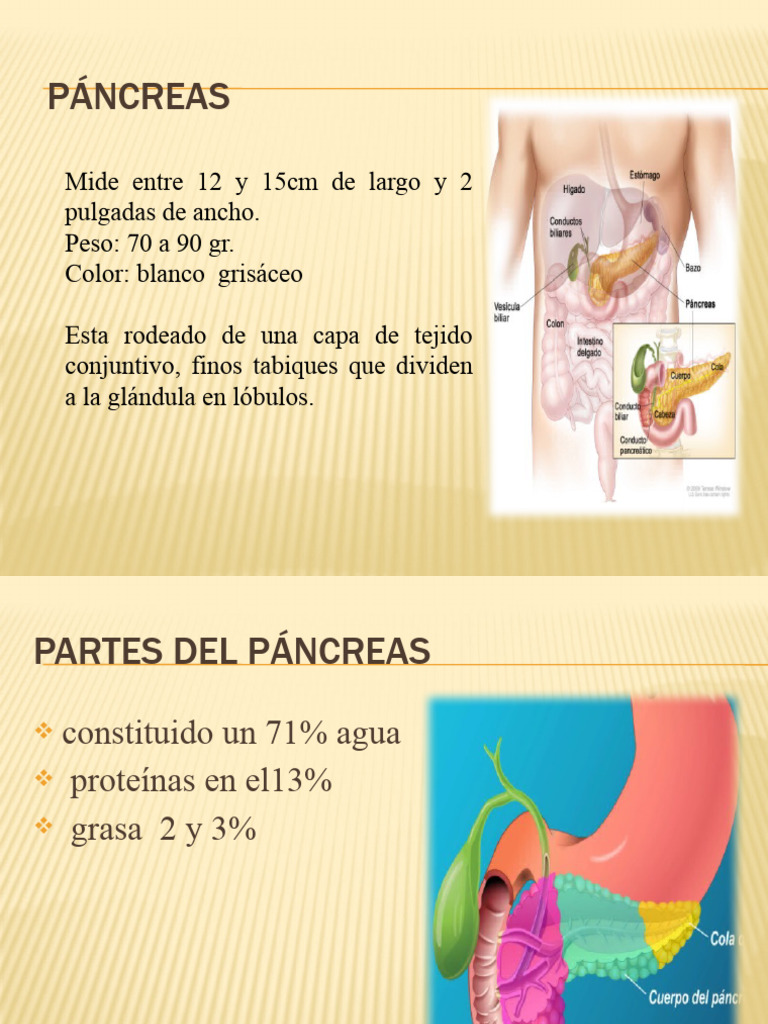 pancreas | PDF | Páncreas | Digestión
