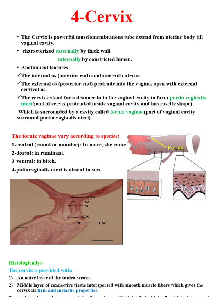 Section 4 (Cervix, External Genitalia) | PDF | Vagina | Clitoris