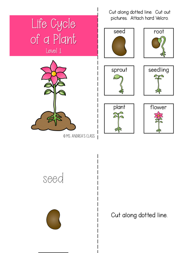 Life Cycle of A Plant: Level 1 | PDF | Horticulture | Organisms