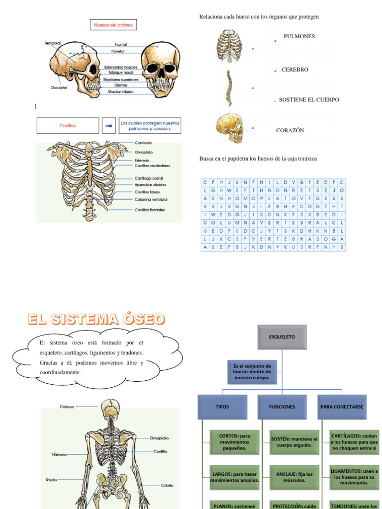 Semana 5 Sistema Oseo Pdf Esqueleto Hueso