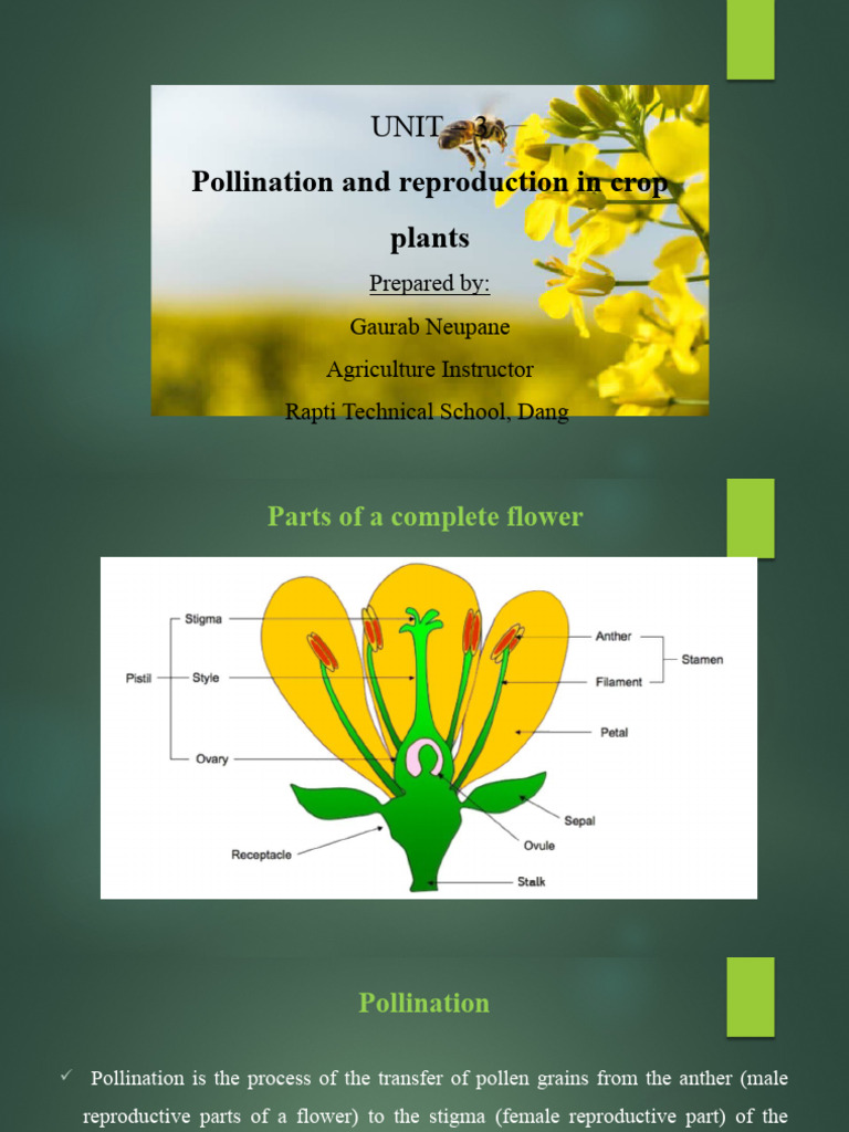 Pollination and Reproduction in Crop Plants | Download Free PDF ...