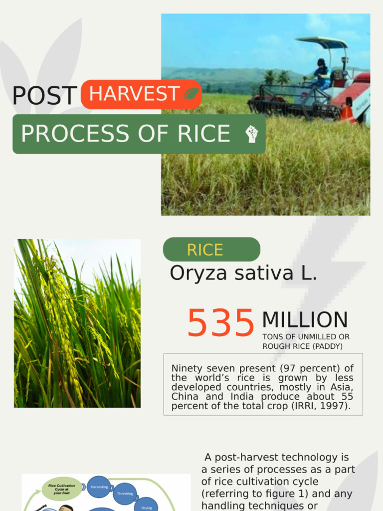 Postharvest of rice-Falogme | PDF