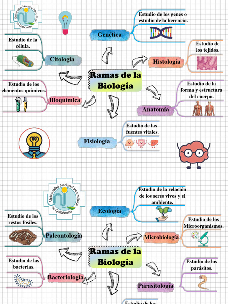 Ramas de la Biología: Un Mapa Mental | PDF | Biología | Ciencias de la vida