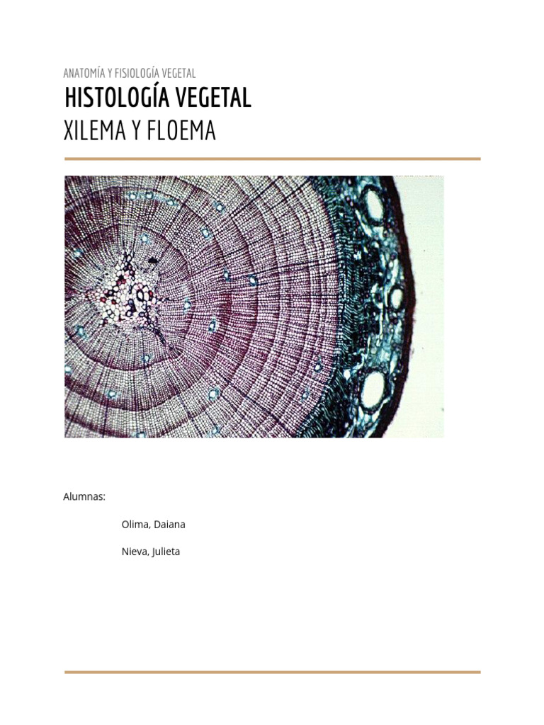 Anatomia y Fisiologia Vegetal | PDF | Tallo de la planta | Raíz
