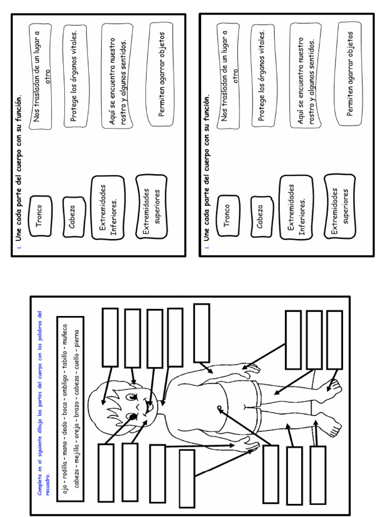 Partes Del Cuerpo Para Imprimir Pdf