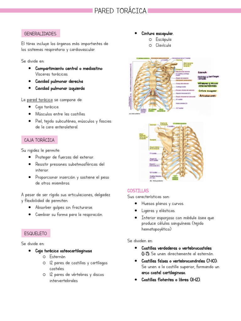Pared Torácica | PDF | Tórax | Pecho