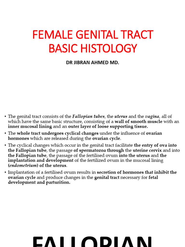 Female Genital Tract Basic Histology | PDF | Menstrual Cycle | Epithelium