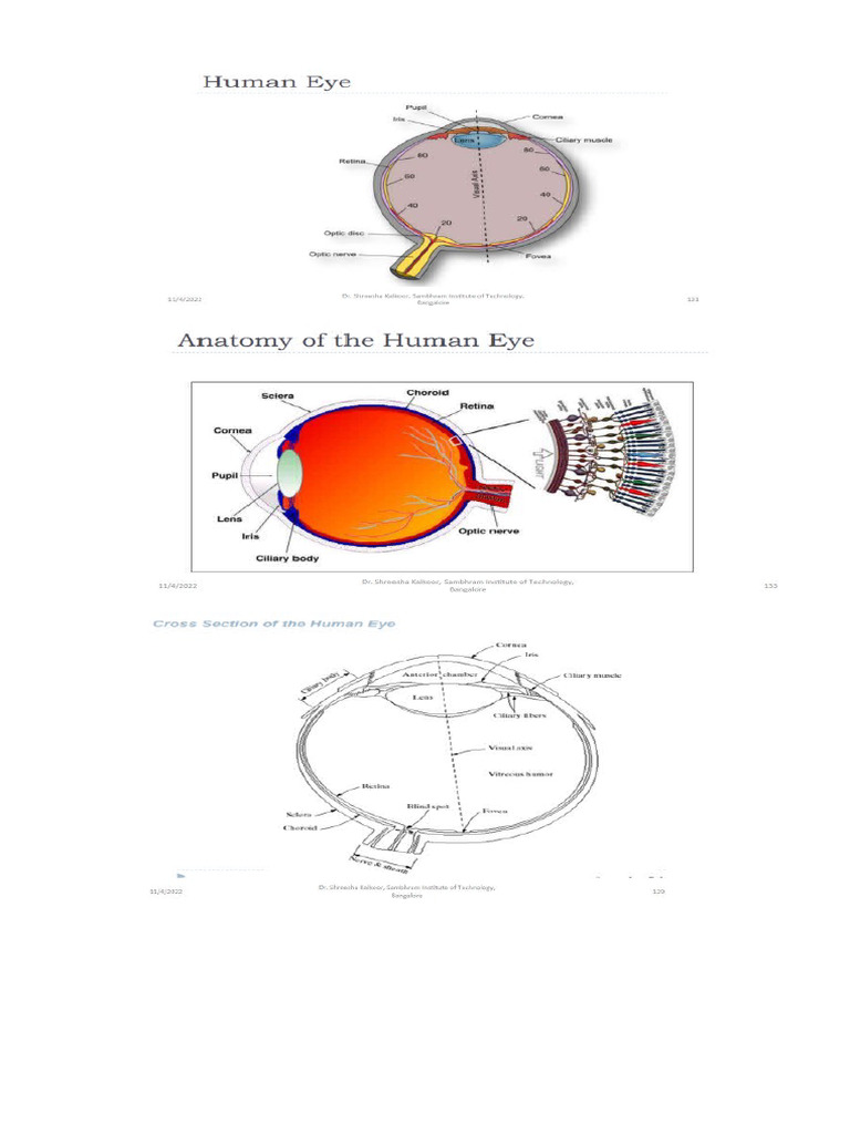 Human eye | PDF