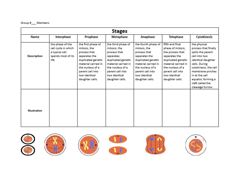 Activity Sheet Mitosis | PDF | Foreign Language Studies