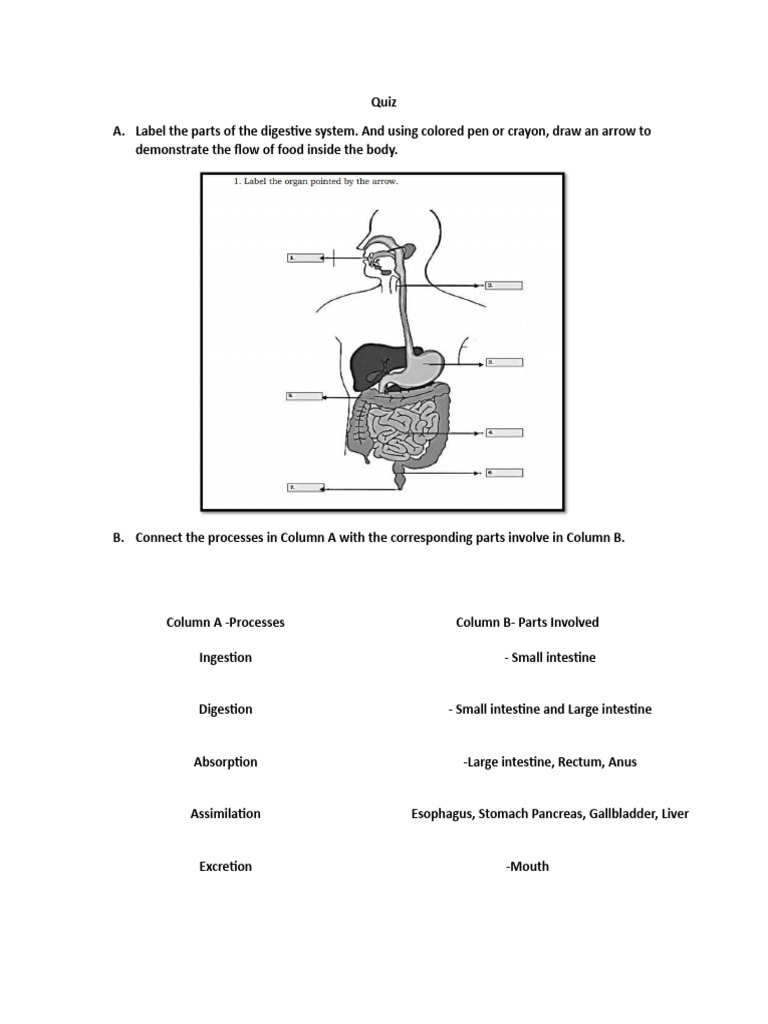 Digestive System Labeling Quiz | PDF