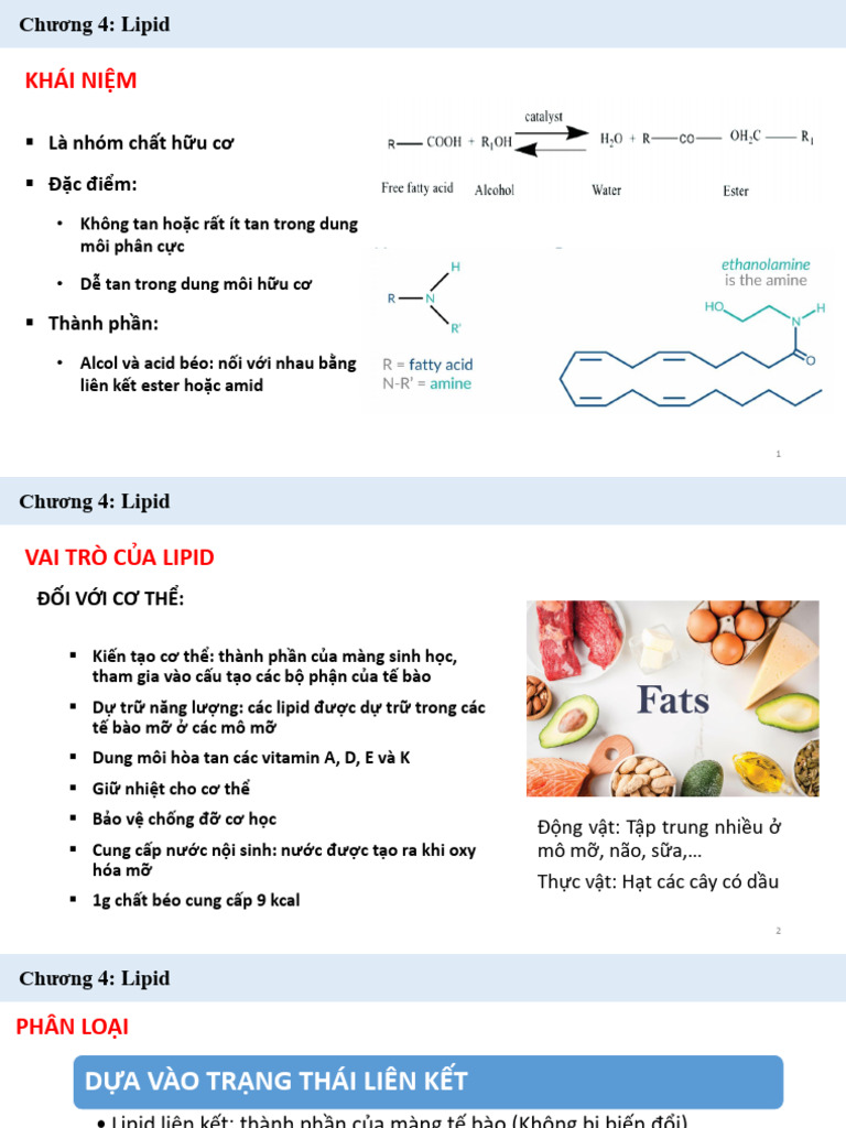 Chuong 4 Lipid | PDF