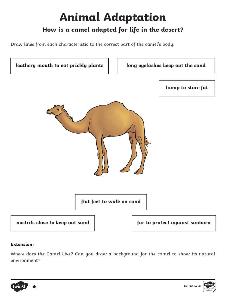 Camel-Adaptation-Activity-Sheet - Geography | PDF | Camel | Desert