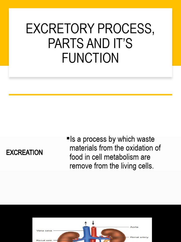 Excretory System | PDF | Kidney | Human Body