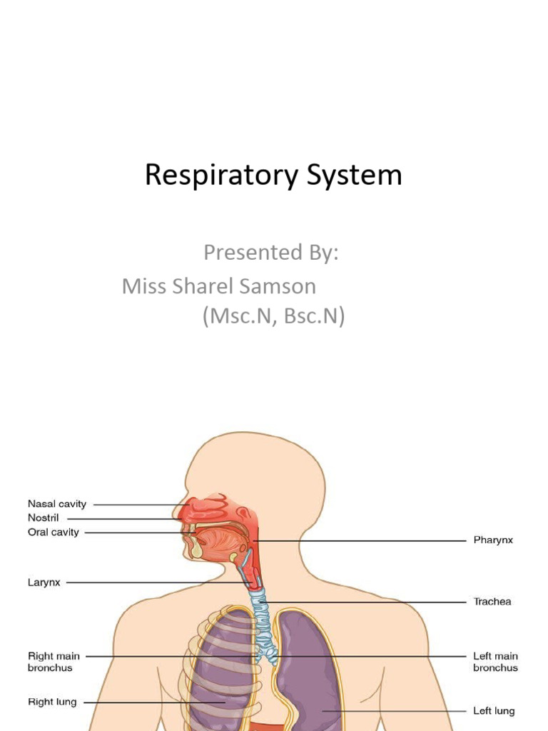 Anatomy (Respiratory) | PDF | Larynx | Respiratory Tract