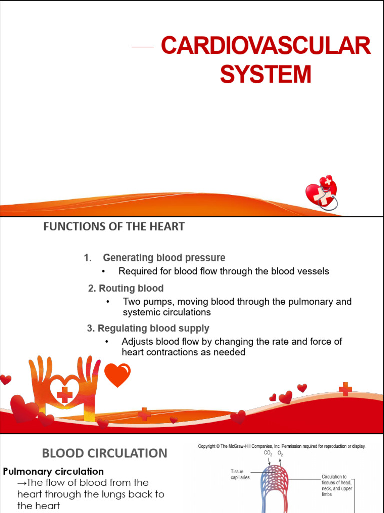 Cardiovascular System | Download Free PDF | Heart Valve | Heart