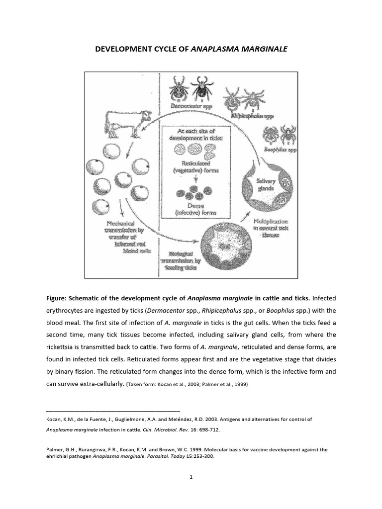 Anaplasma Marginale Life Cycle Explained | PDF | Social Science | Young ...
