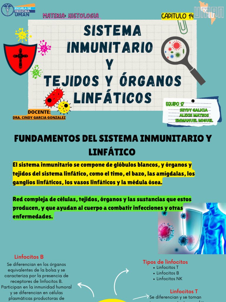 Sistema Inmunitario y Tejidos y Órganos Linfáticos | PDF | Linfocitos | Sistema linfático