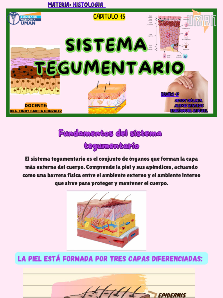 Sistema Tegumentario | Descargar gratis PDF | Piel | Sistema tegumentario