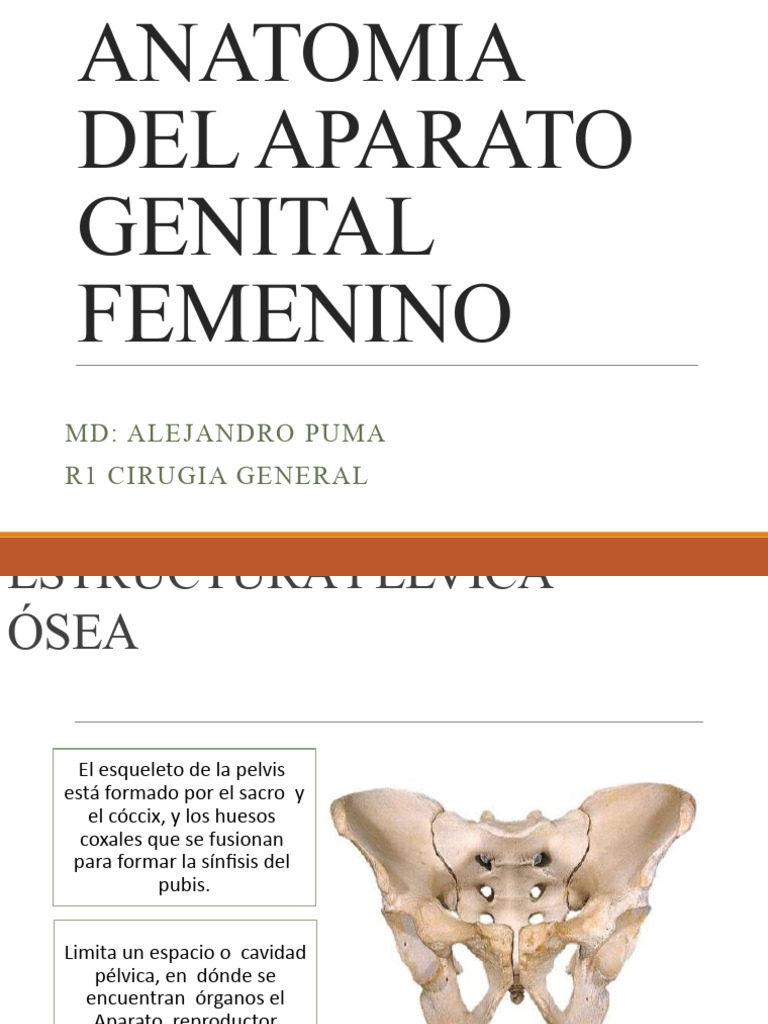 Anatomía del Sistema Genital Femenino | PDF | Vagina | Labios