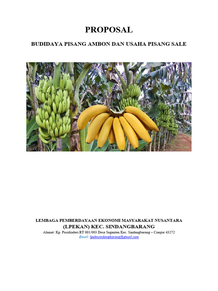 Proposal - Budidaya - Pisang Ambon | PDF
