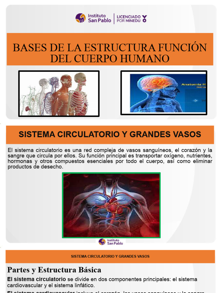 Estructura y Función del Sistema Circulatorio | PDF | Corazón | Sistema ...