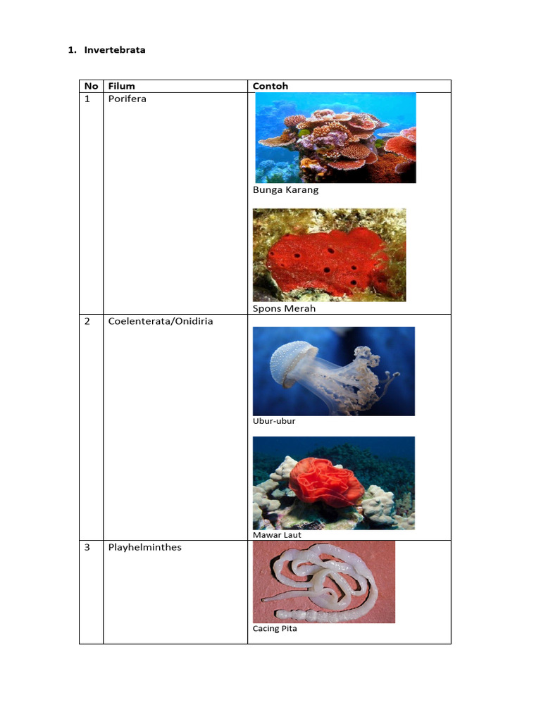 Keanekaragaman Invertebrata dan Vertebrata | PDF