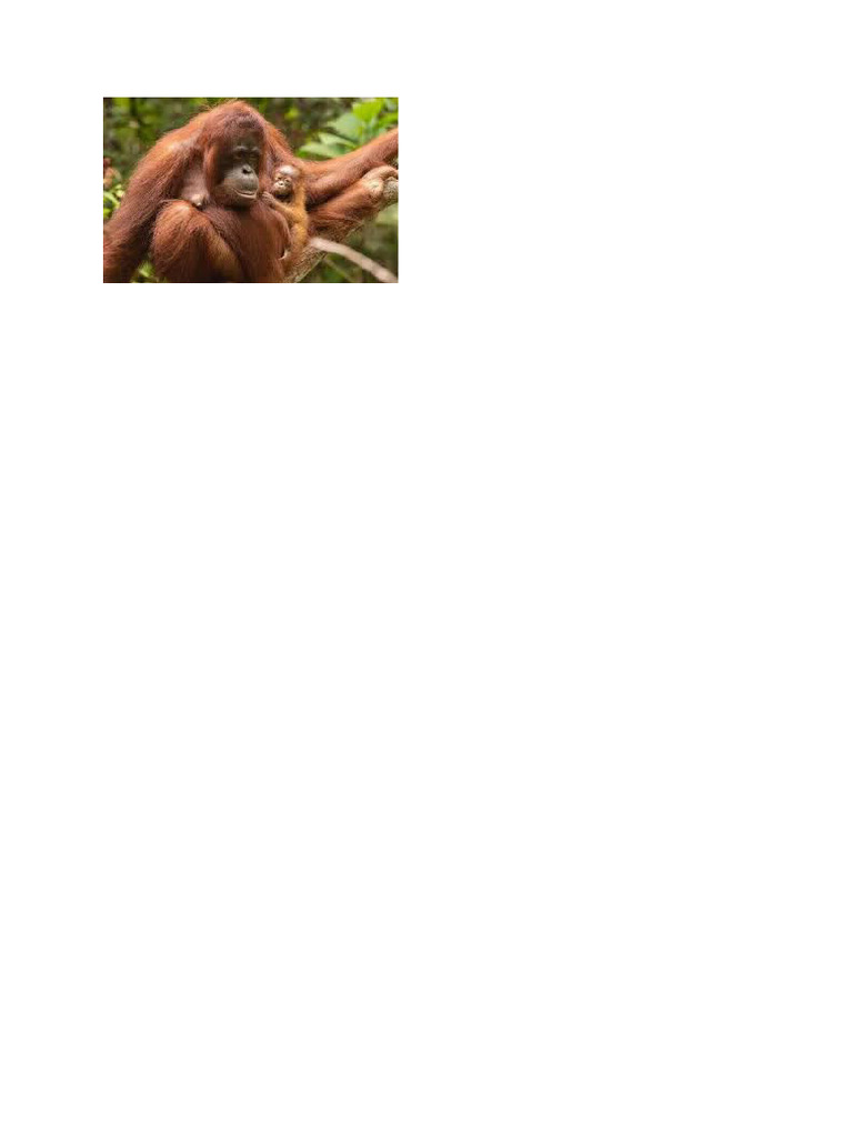 Monyet | PDF