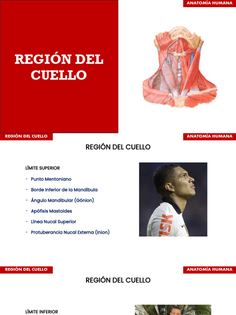 Anatomía Detallada del Cuello Humano | PDF | Arteria carótida común ...