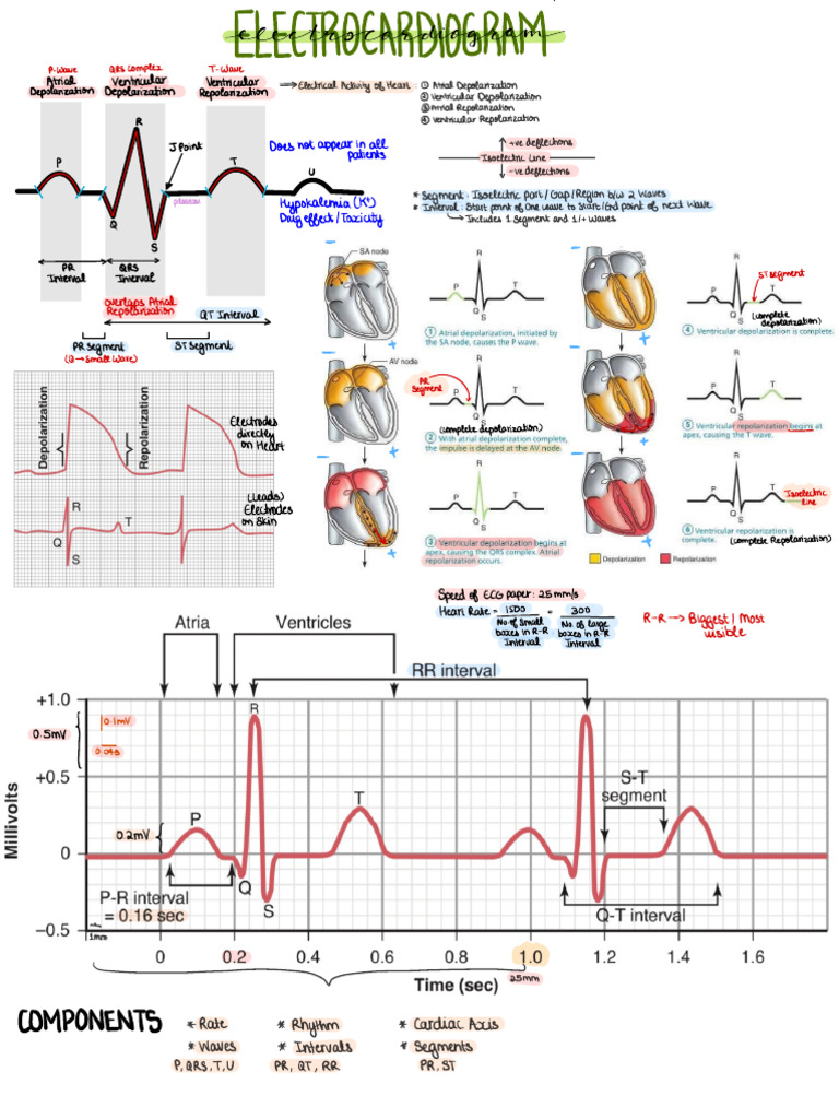 Electrocardiogram Notes | PDF