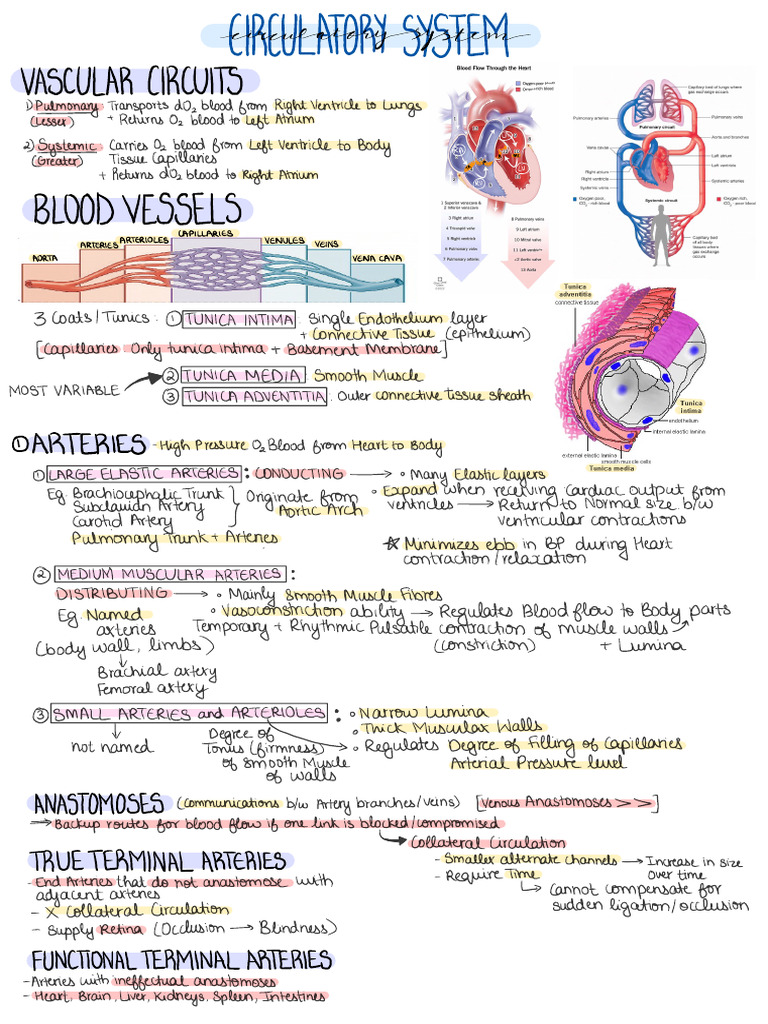 Circulatory System Notes | PDF
