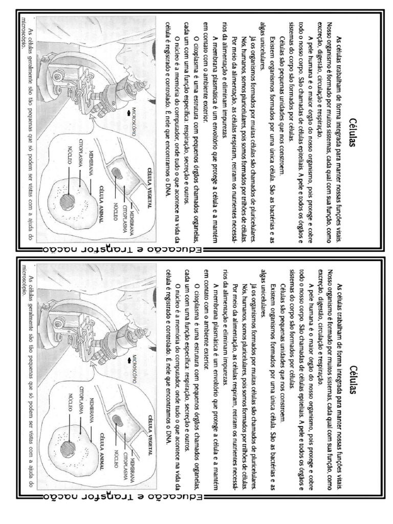 Celulas - 5 Ano | PDF
