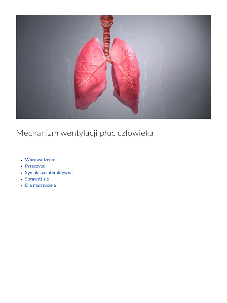 Mechanizm Wentylacji Pluc Czlowieka | PDF