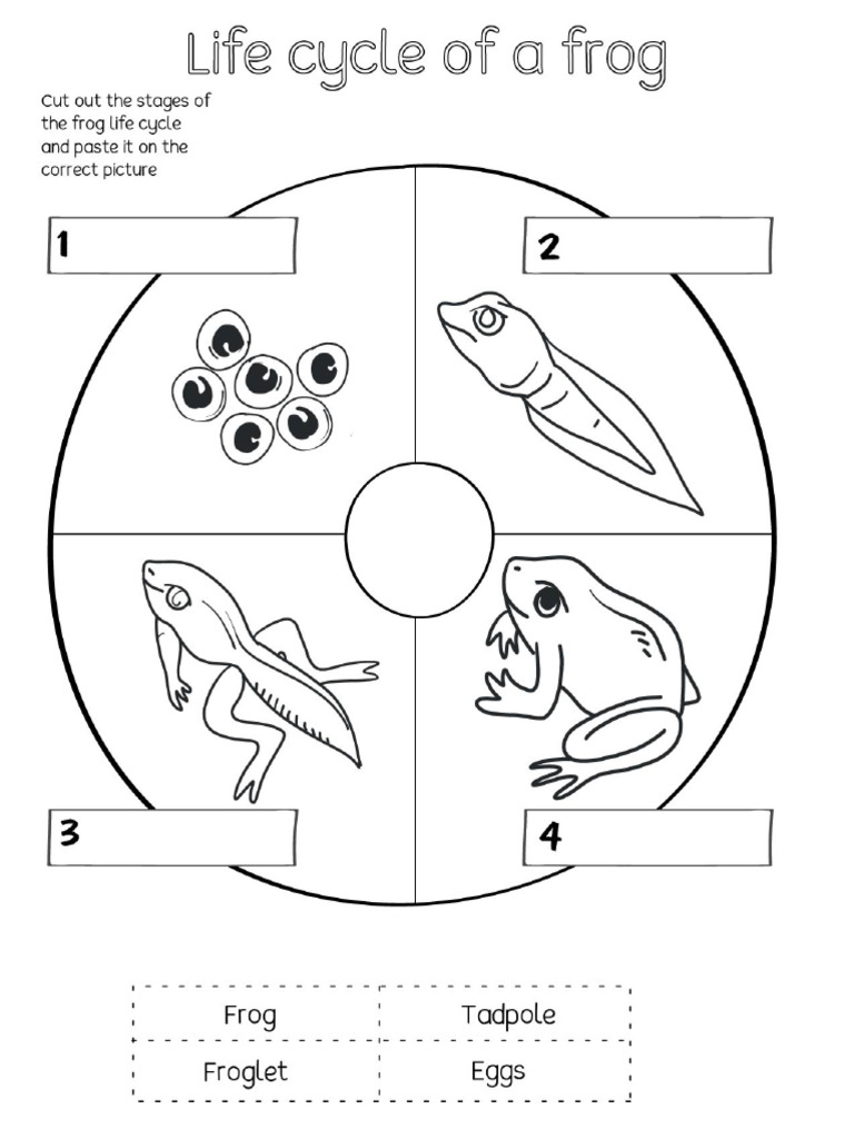 Frog Life Cycle Preschool Activity Sheet | PDF