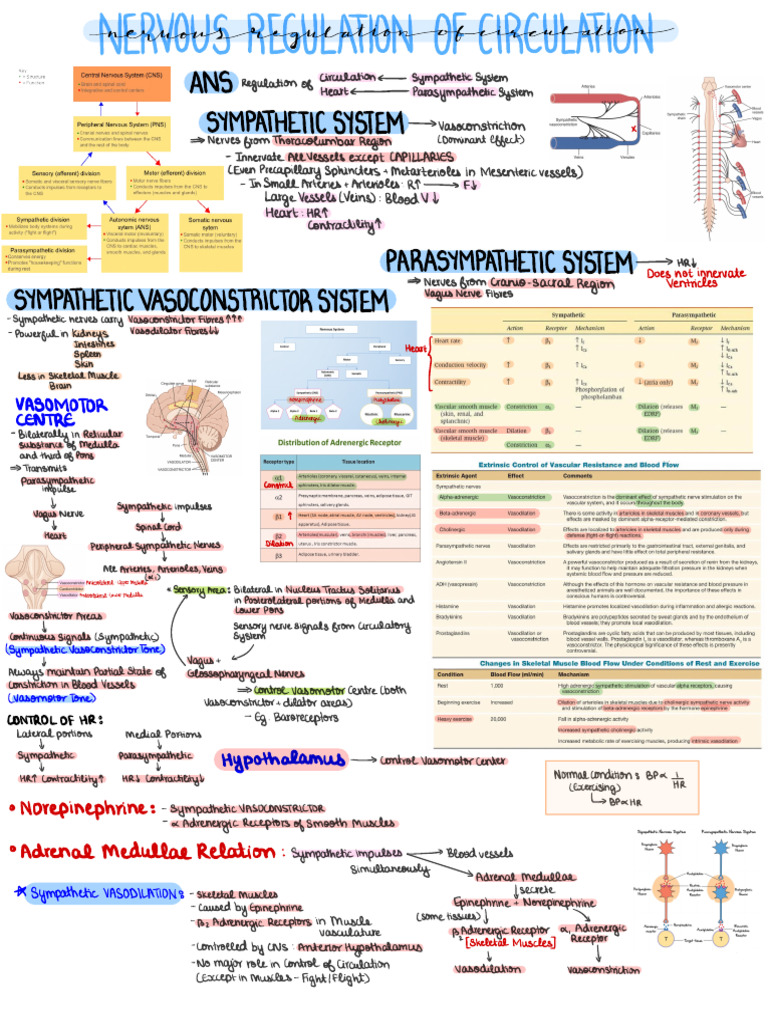 4. Nervous Regulation of Circulation notes | PDF