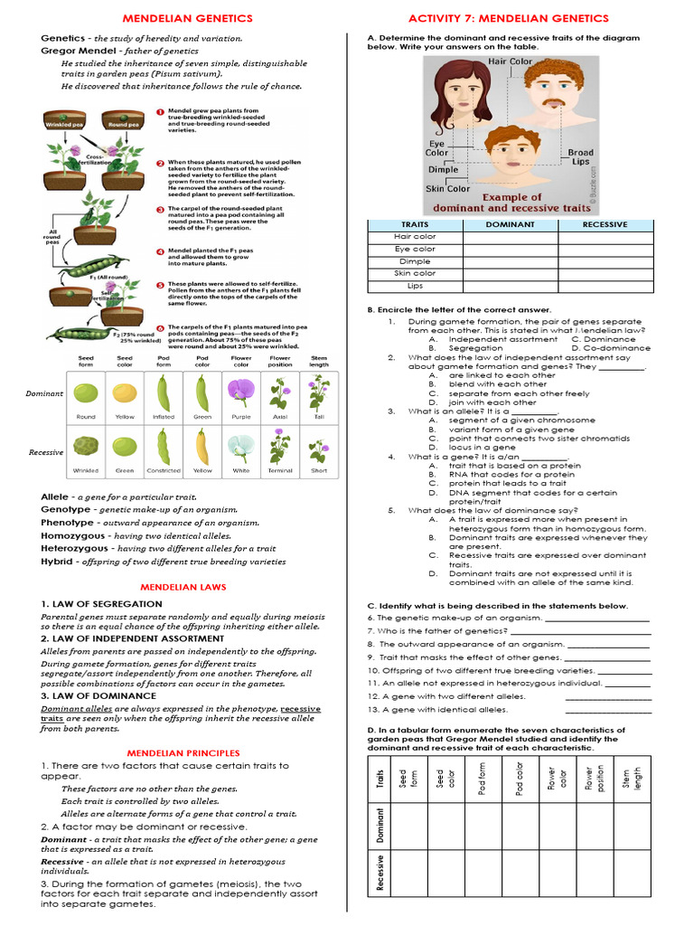 Mendelian Genetics | Download Free PDF | Dominance (Genetics) | Genetics