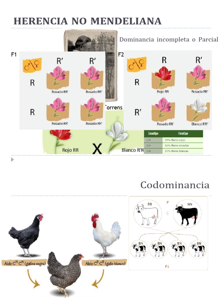 Herencia Genética: Tipos y Ejemplos | PDF | Dominancia (Genética) | Alelo