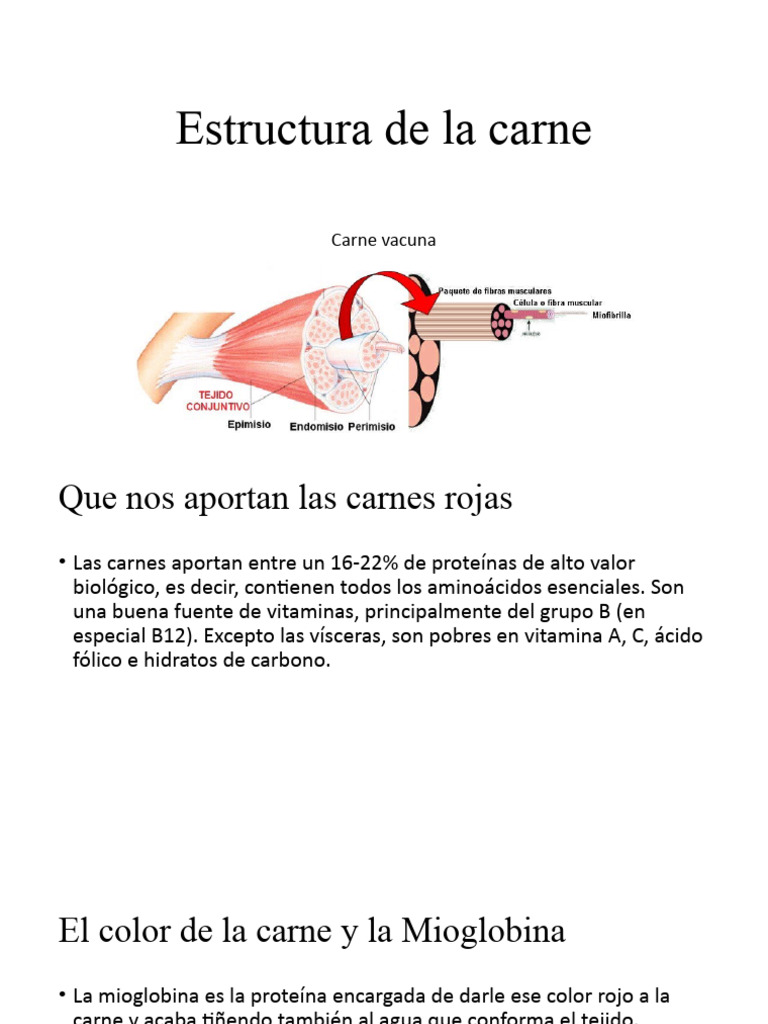Estructura de La Carne | PDF | Carne