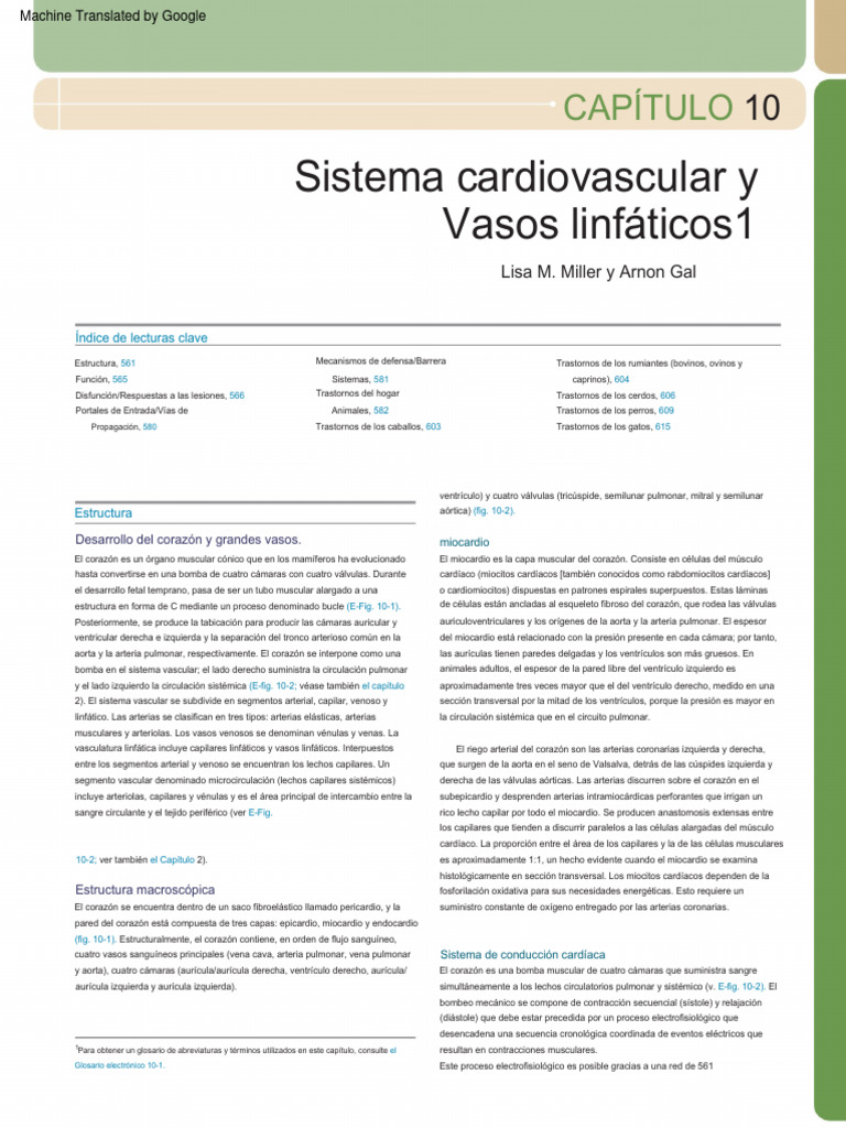 Estructura del aparato cardiovascular | PDF | Corazón | Sistema ...